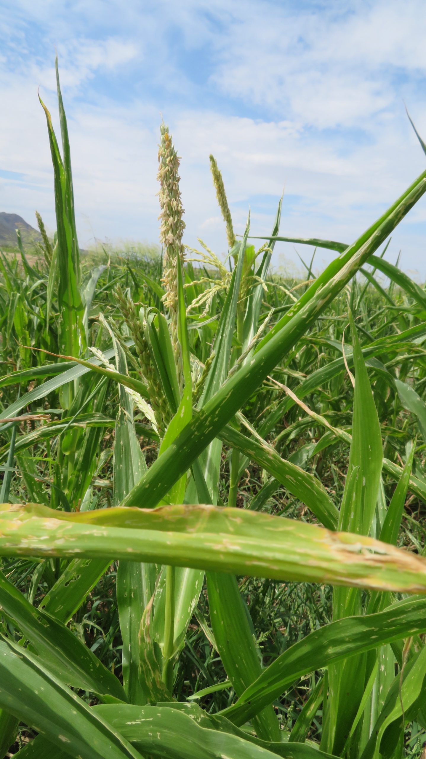 Harvesting Heritage at Arizona's Indigenous Farms | San Diego Magazine