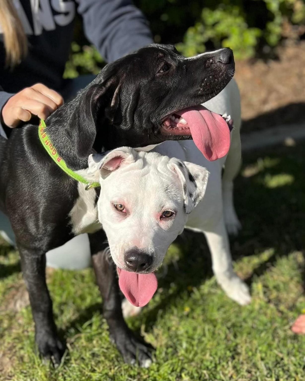 The San Diego Nonprofit Giving Pit Bulls a Second Chance | San Diego ...