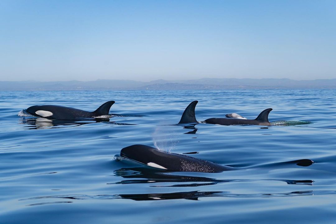 Influx of Orcas in San Diego Explained by Local Ocean Experts | San ...