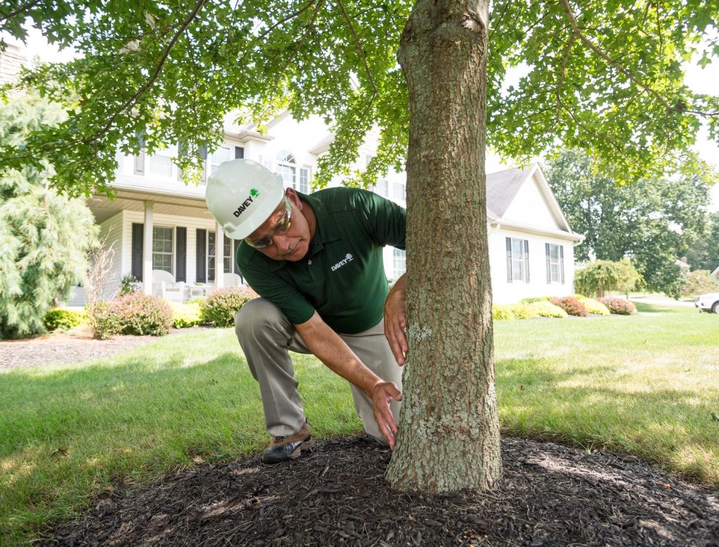 An Arborist Offers 5 Gardening Tips for Saving a Dying Tree | San Diego ...