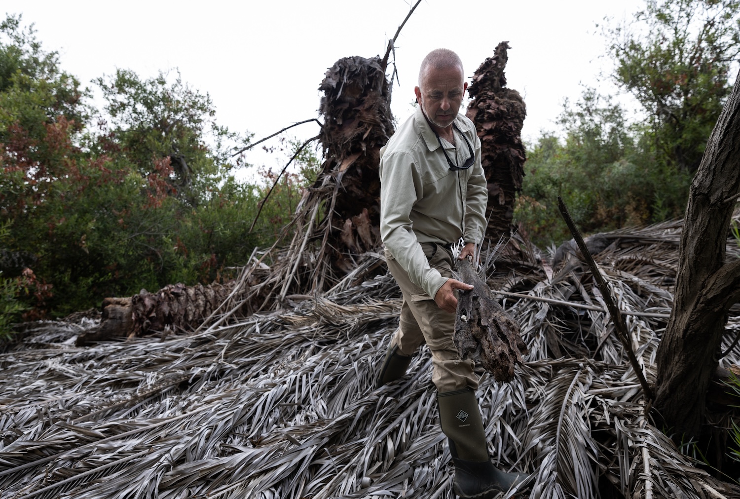 Invasive Weevils Are Coming, & California's Date Industry is at Risk
