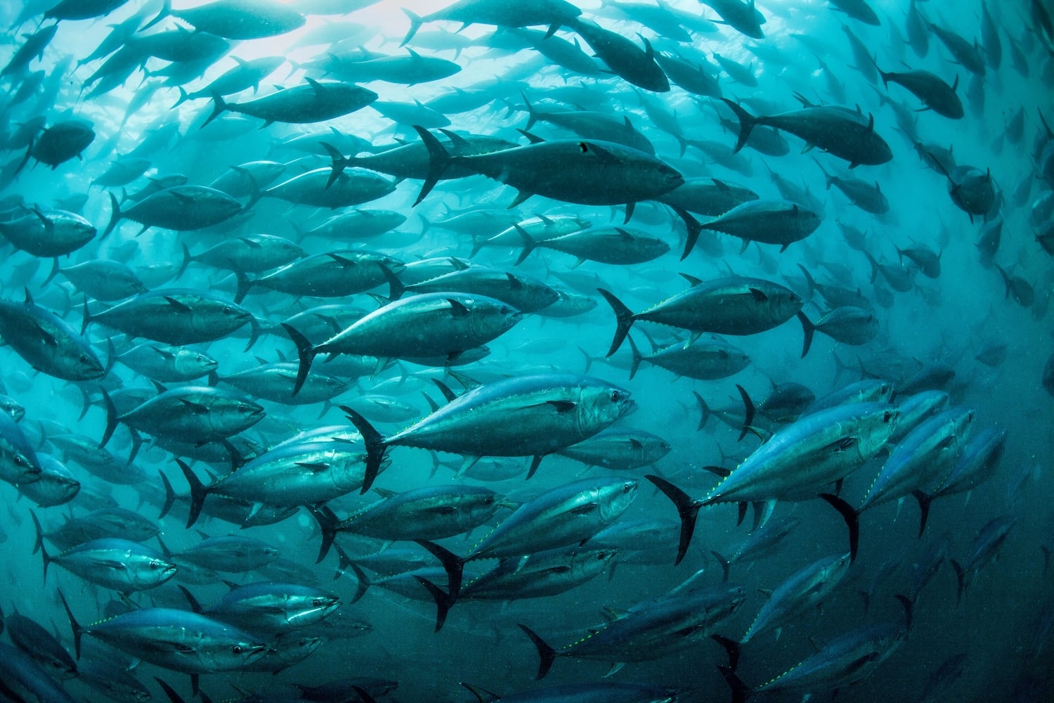 How Caged Fish Could Be the Key to Saving Bluefin