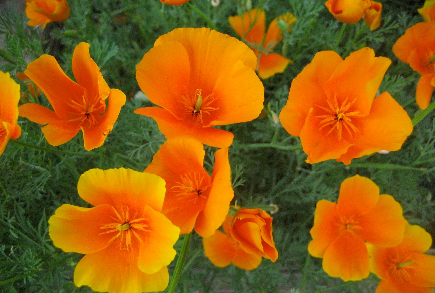 7 of the Best California Native Plants for Container Gardens | San ...