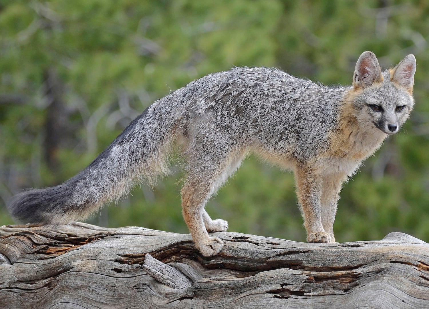 San Diego Wildlife: 9 Animals You May Spot While Hiking